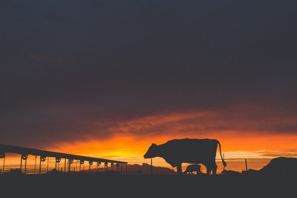Cow-in-sunset - Dairy Management West